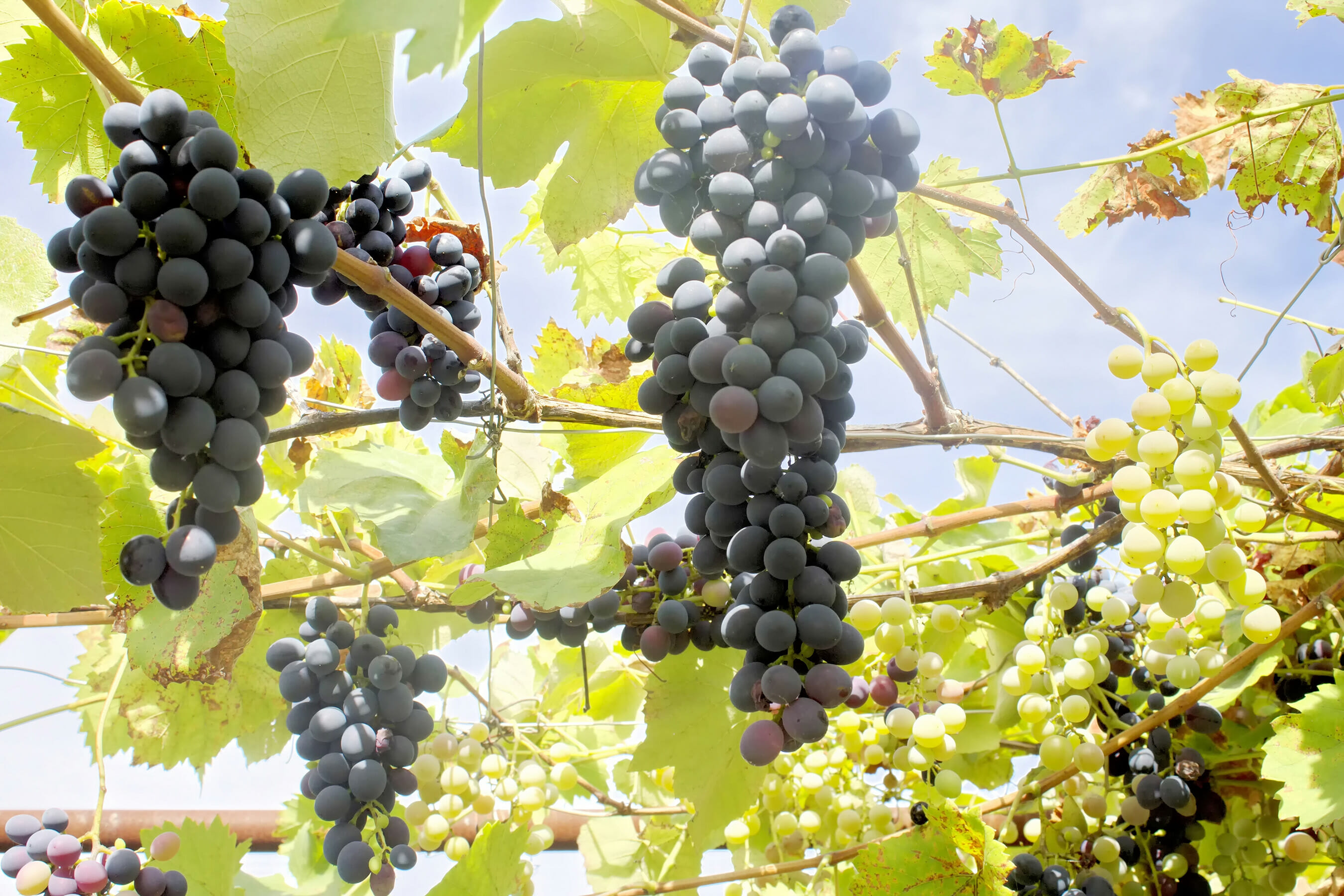New and Advanced Grape Grower Workshop to be Held in March - Institute ...